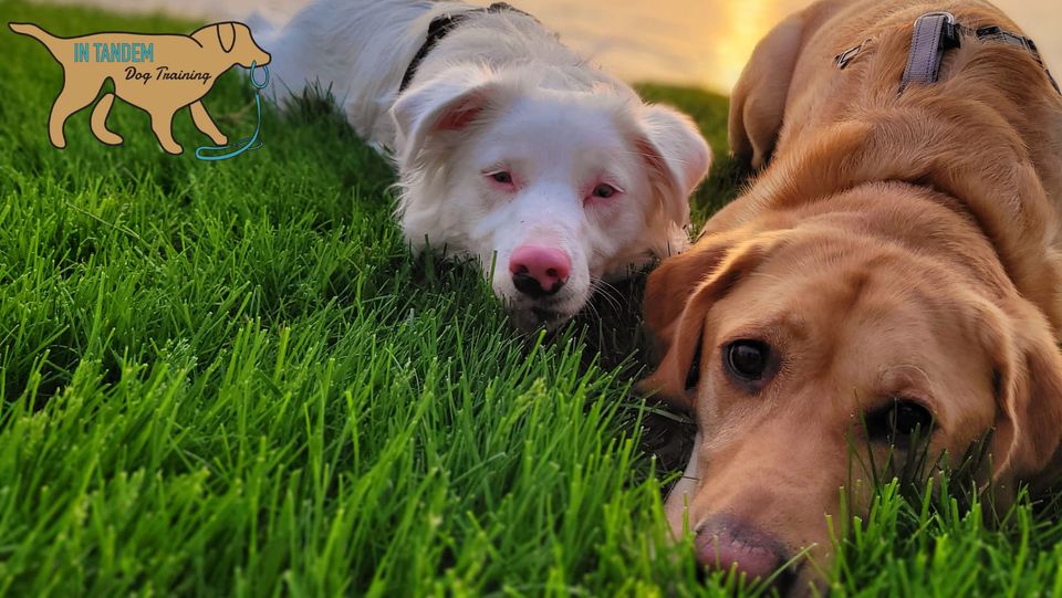 In Tandem Dog Training – Alongside each other; Together