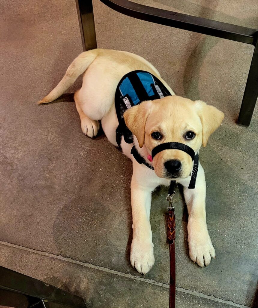 What Tasks Can Service Dogs Do