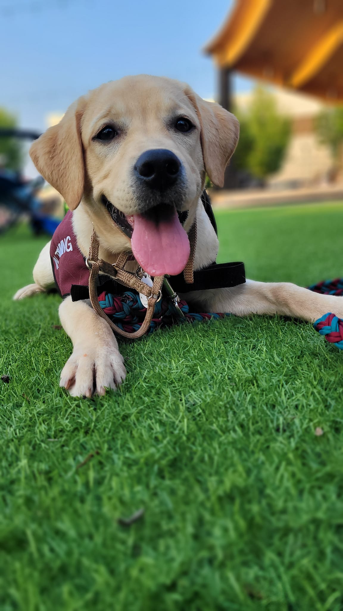 Ability Dogs Program – In Tandem Dog Training